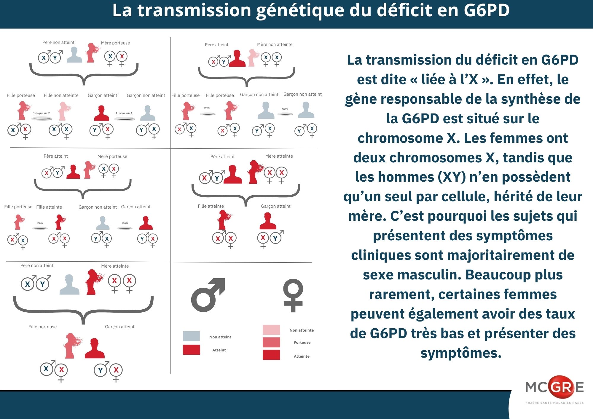Déficit en G6PD - MCGRE - Filière de santé maladies rares